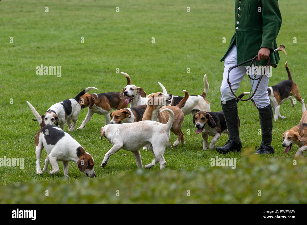 Dog fox hunt hi-res stock photography and images - Alamy