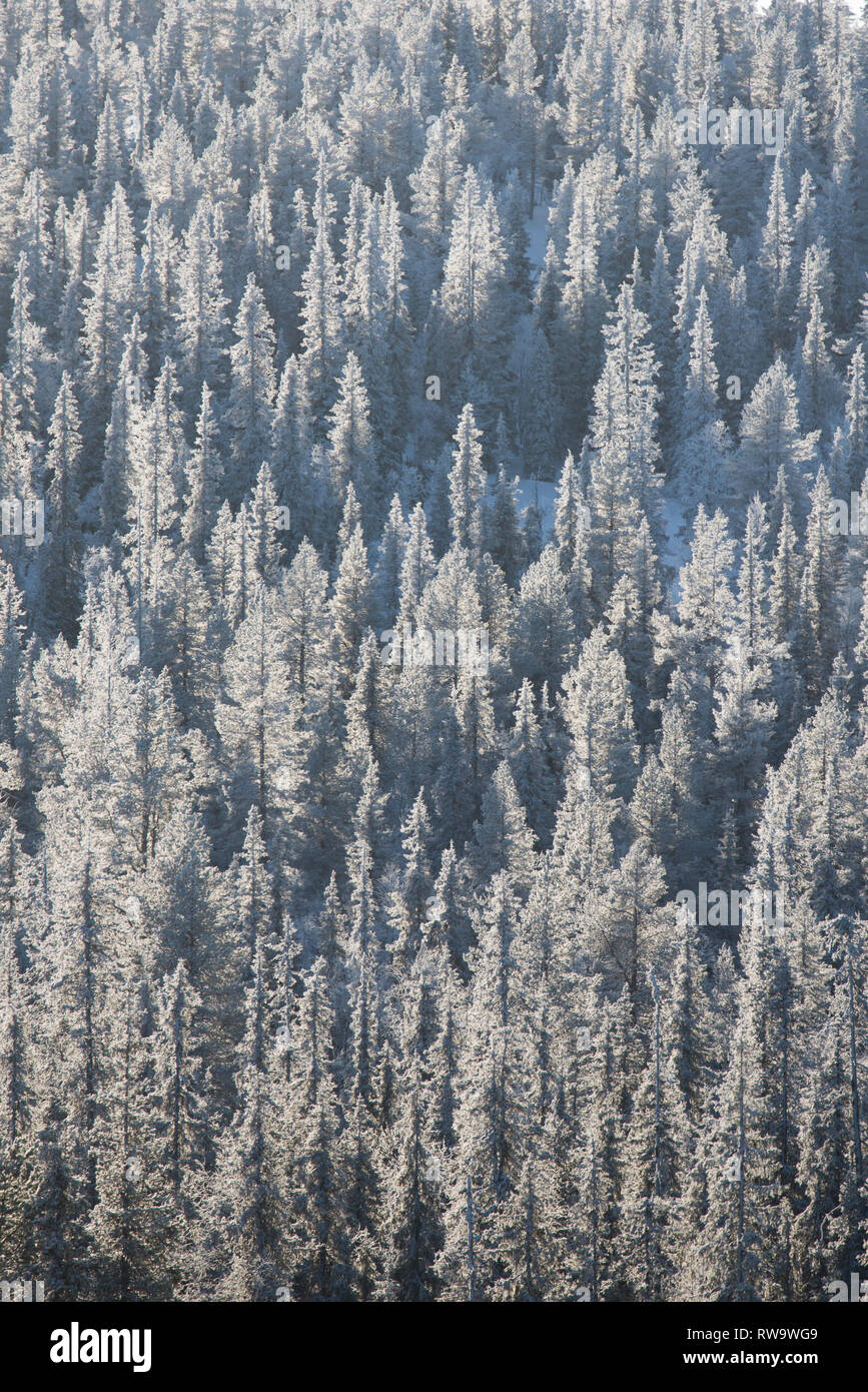 Frosty forest in Muonio, Lapland, Finland Stock Photo - Alamy