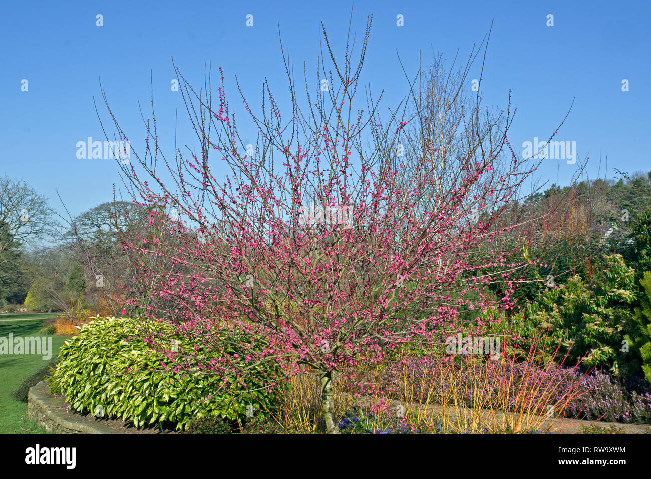 Prunus mume beni chidori hi-res stock photography and images - Alamy