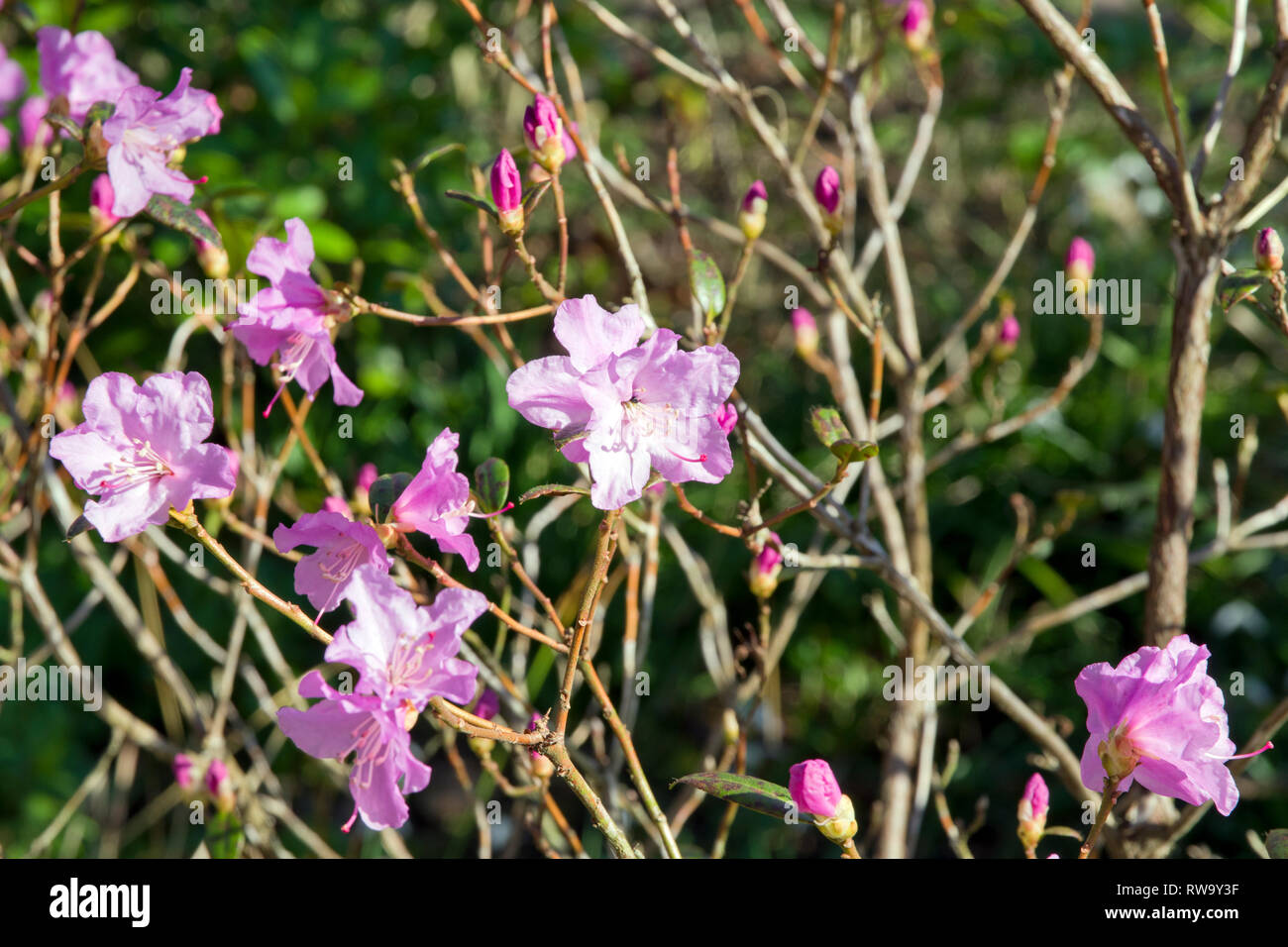 Rhododendron praecox hi-res stock photography and images - Alamy
