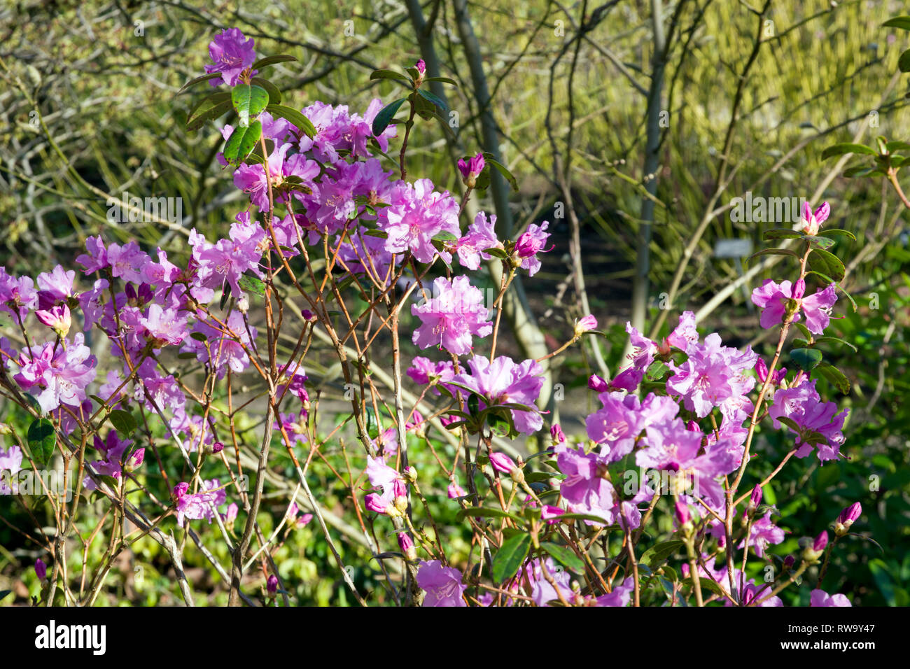 Rhododendron evergreen shrub hi-res stock photography and images - Alamy