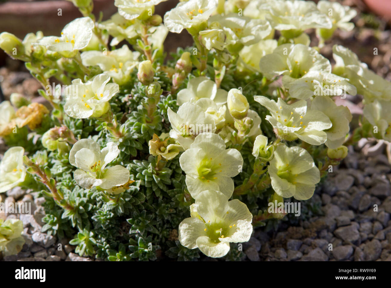 Vecerni hi-res stock photography and images - Alamy