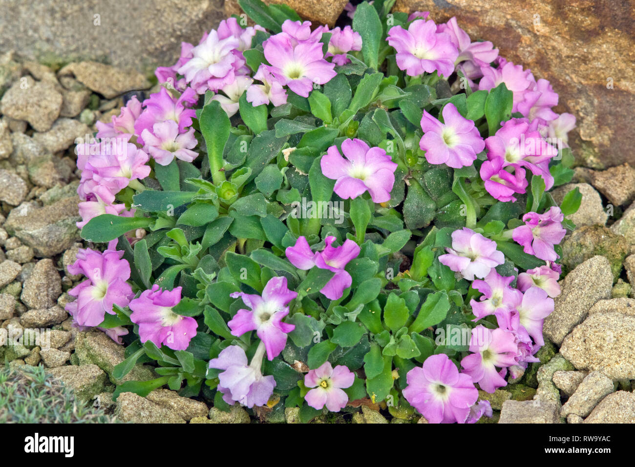 Deep pink shading to white hi-res stock photography and images - Alamy