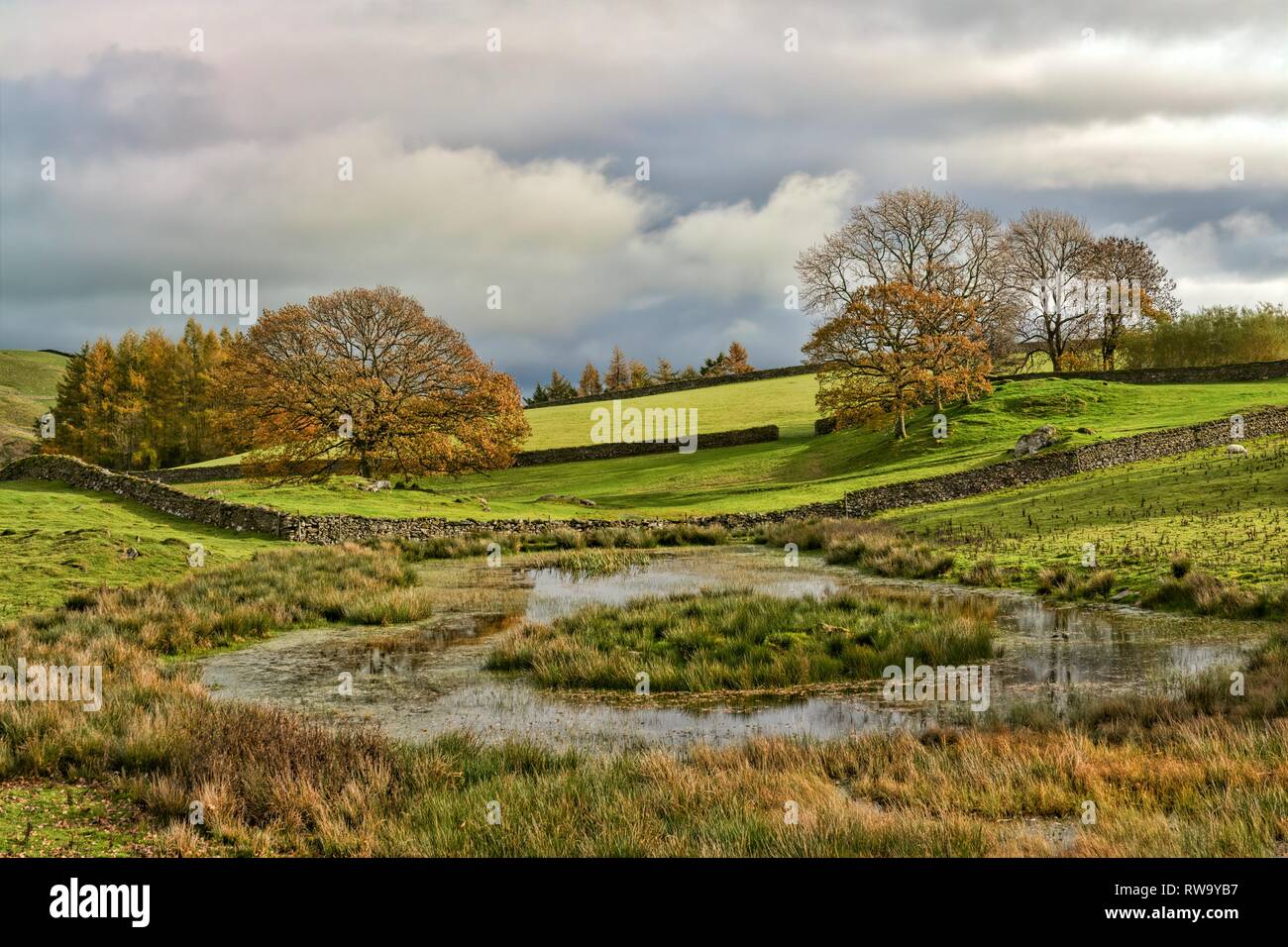 An English Autumn scene with a group of trees by a tarn or pond Stock ...