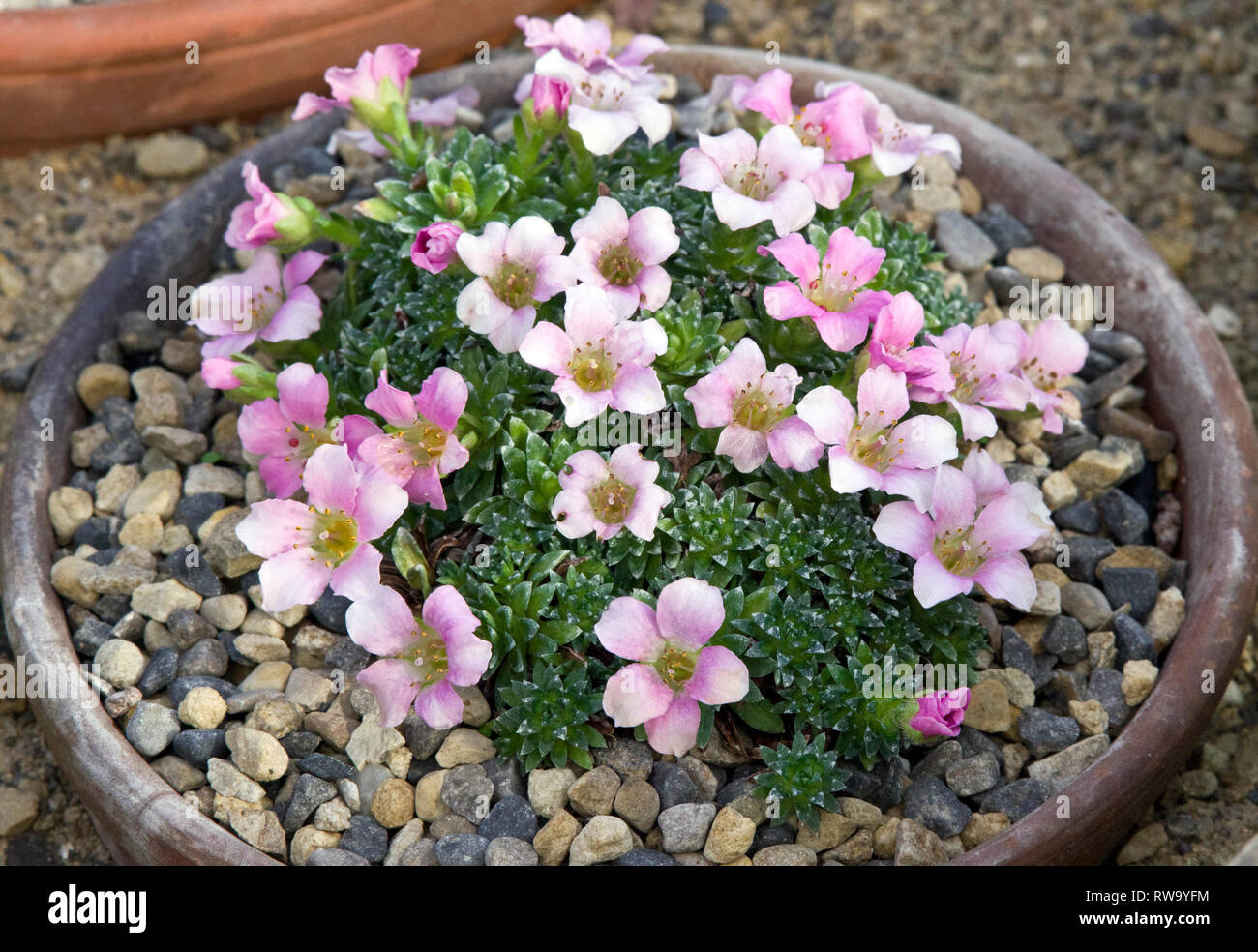 Saxifraga strawberry melba hi-res stock photography and images - Alamy