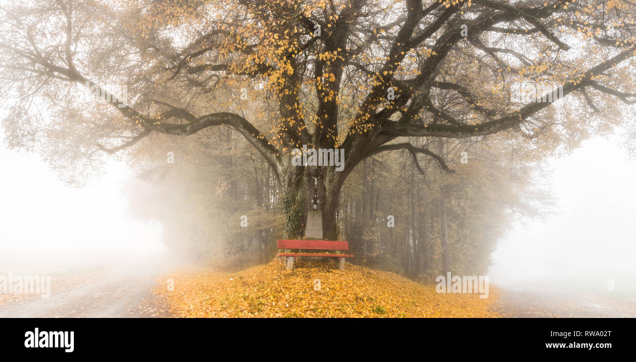 Tree in the autumn with a park bench Stock Photo - Alamy