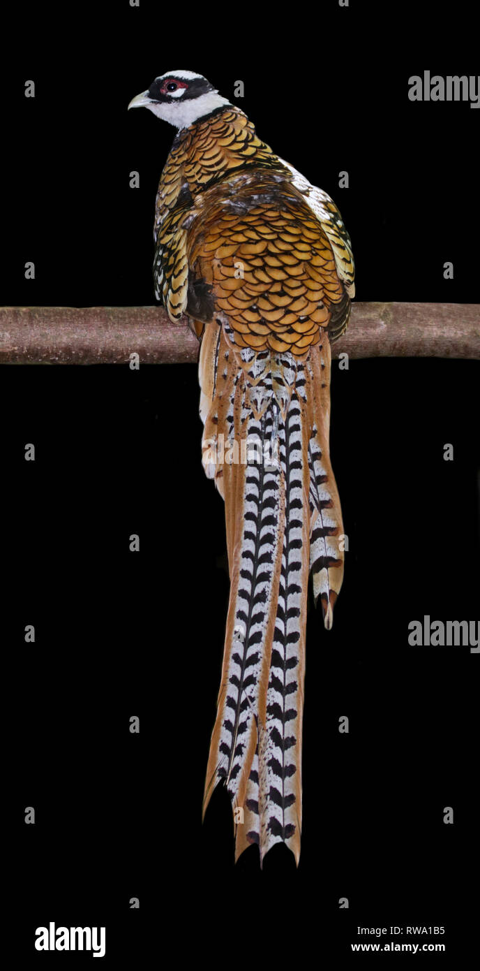 Reeves Pheasant (syrmaticus reevesii Stock Photo - Alamy