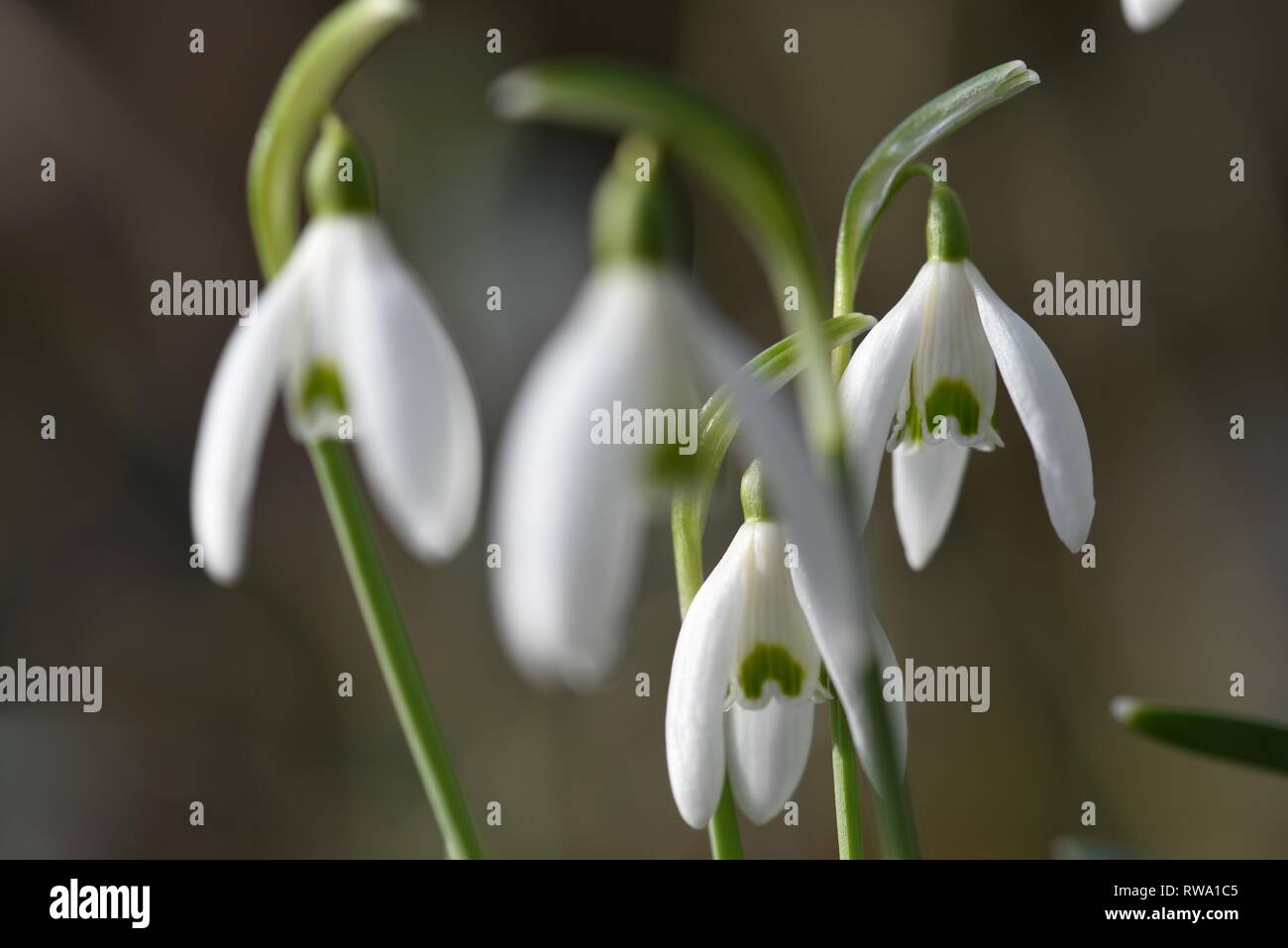 Snow Drops (Galanthus nivalis): a close up of the white drooping bell ...
