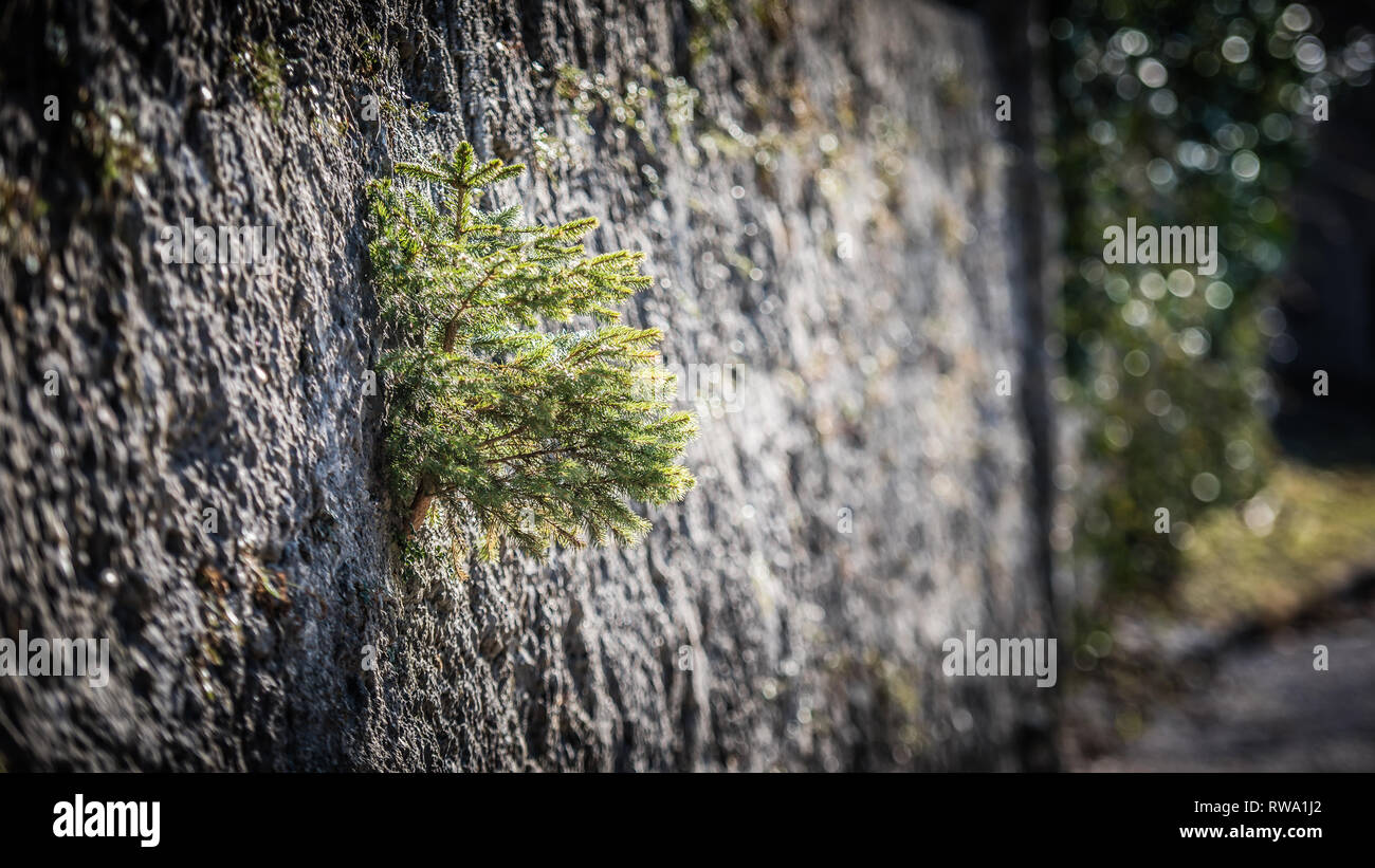 A miniature fir tree grows out of a crack in a wall. Nature has amazing ...