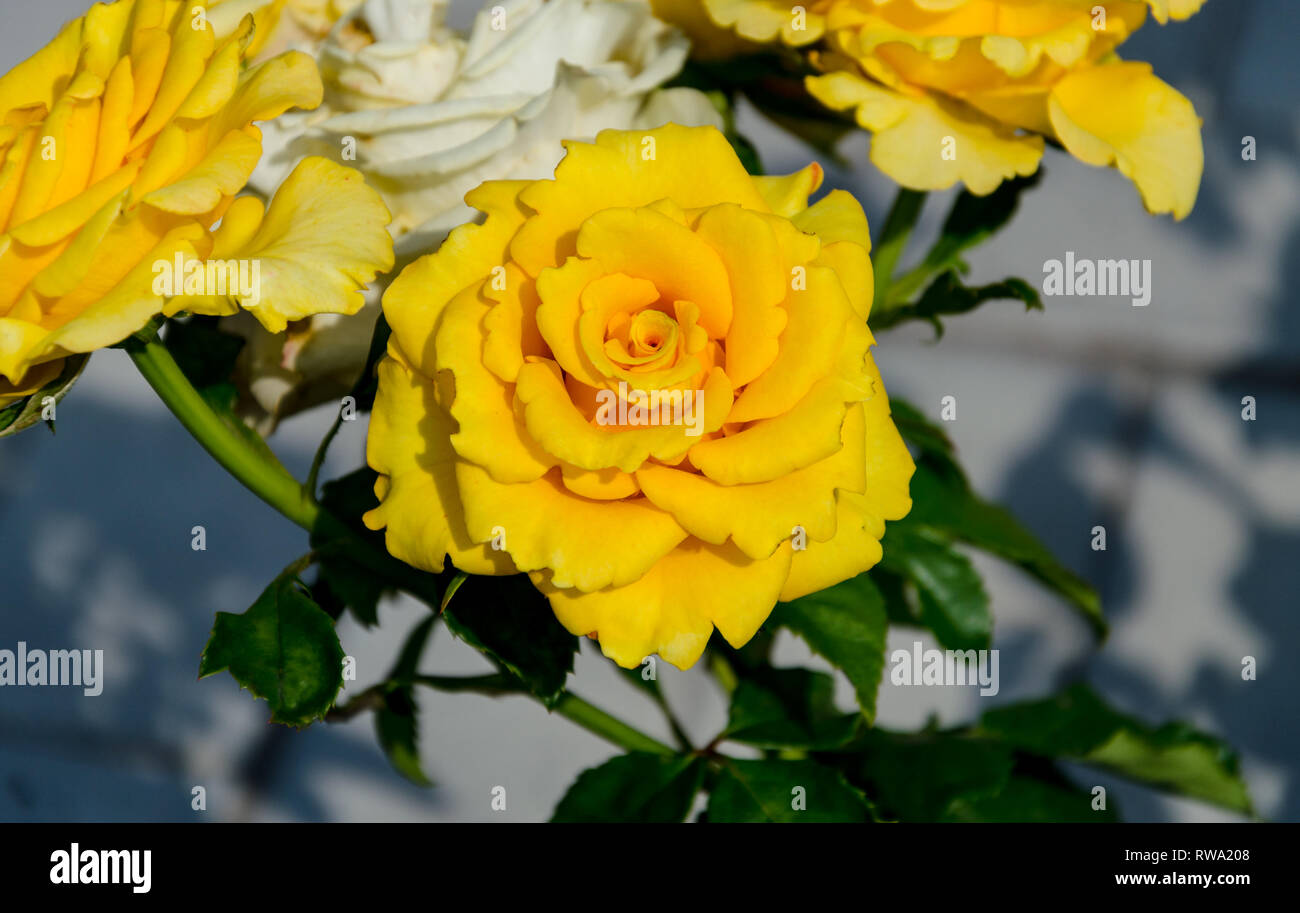 fragrant yellow rose flower with green leaves, beautiful summer garden ...