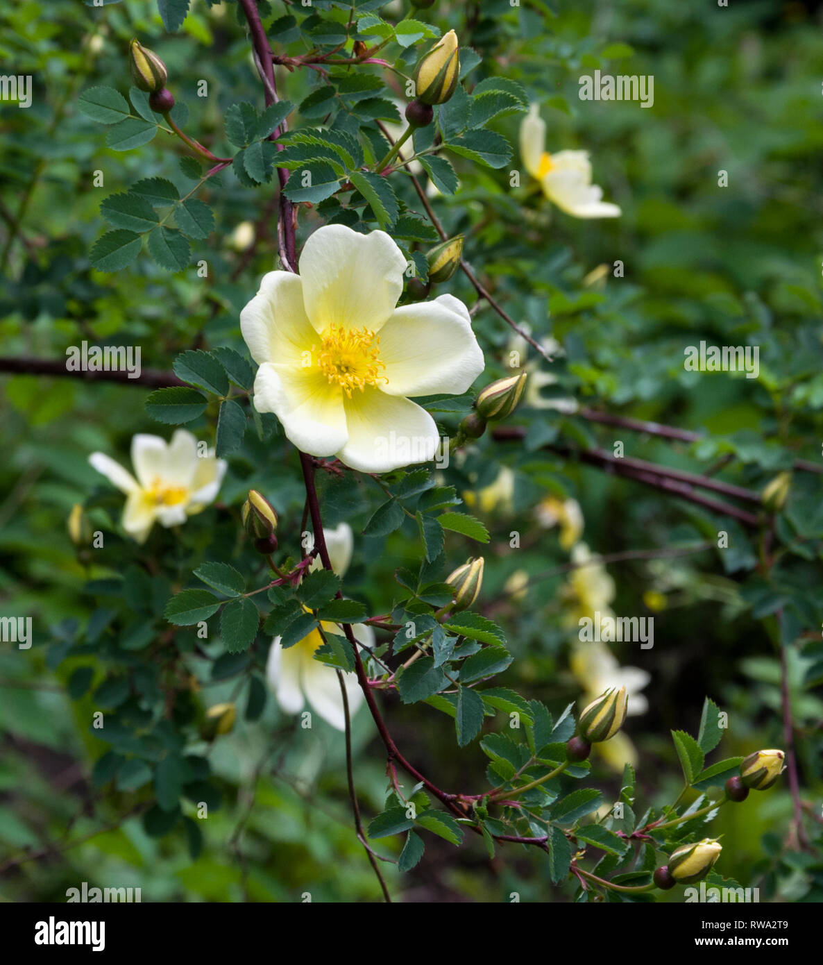 beautiful sprig of roses with buds and flowers of yellow color on the ...