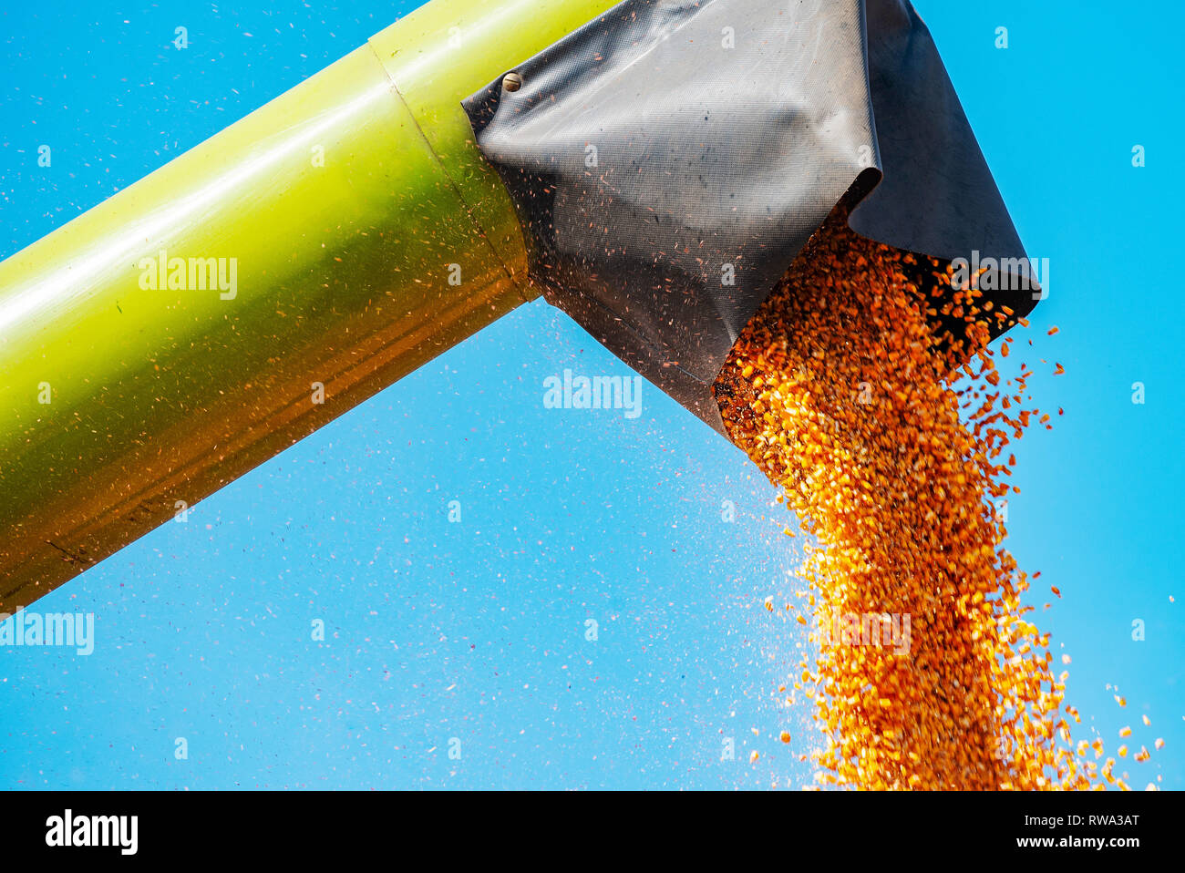 Combine unloading harvested corn kernels into tractor cargo cart ...