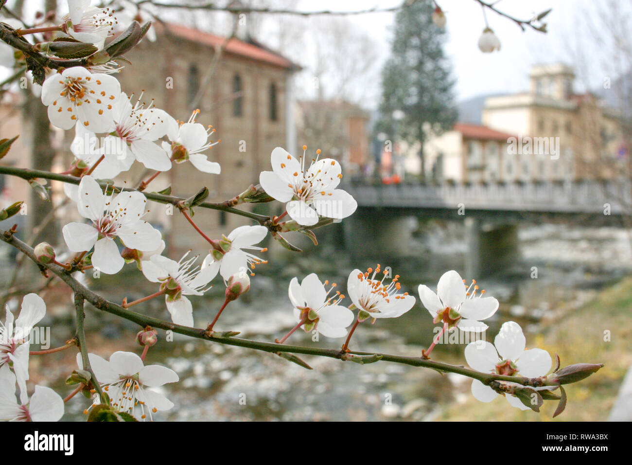 First blossom buds and flowers in the spring. The coming of spring, the ...