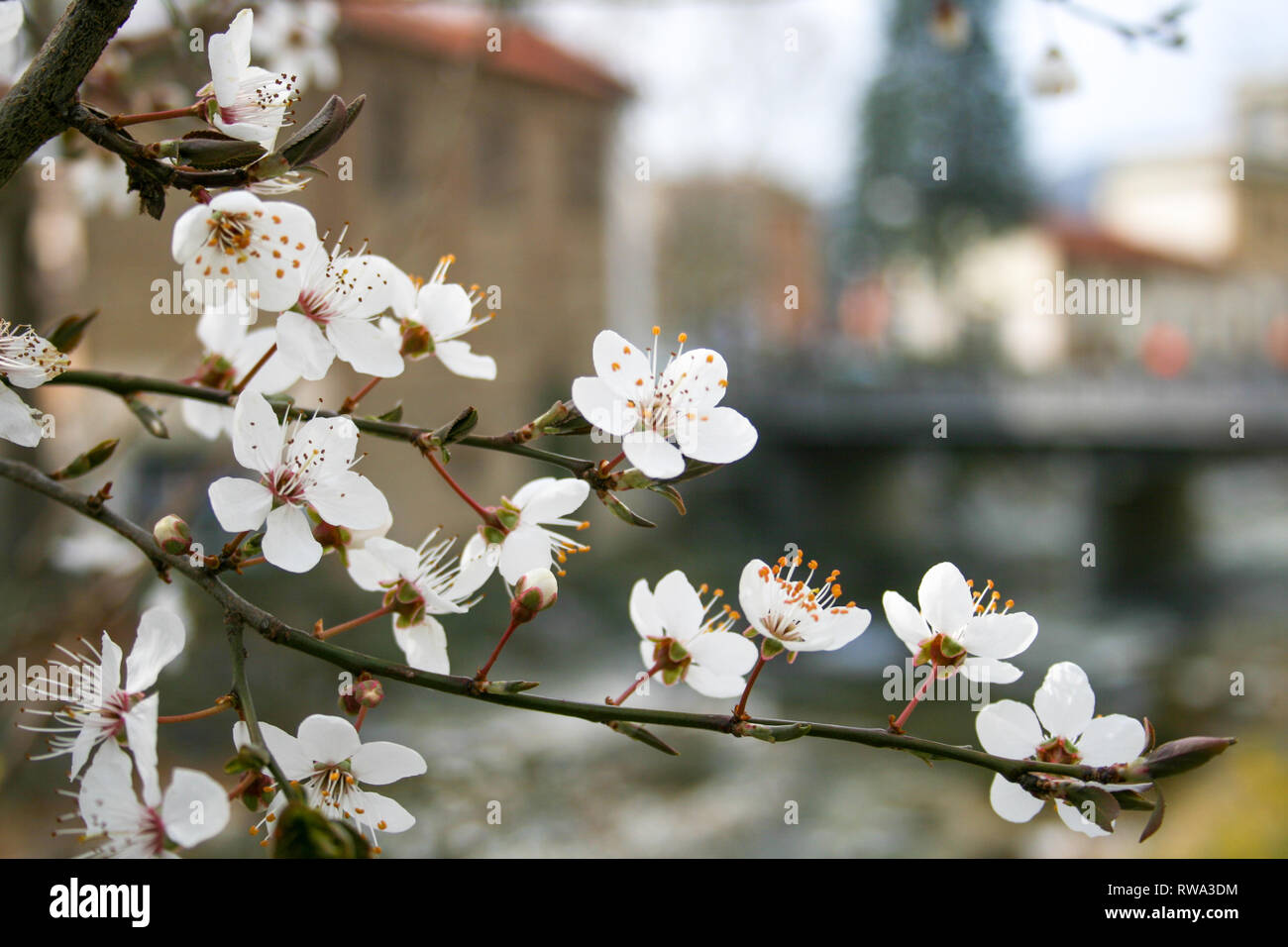 First blossom buds and flowers in the spring. The coming of spring, the ...