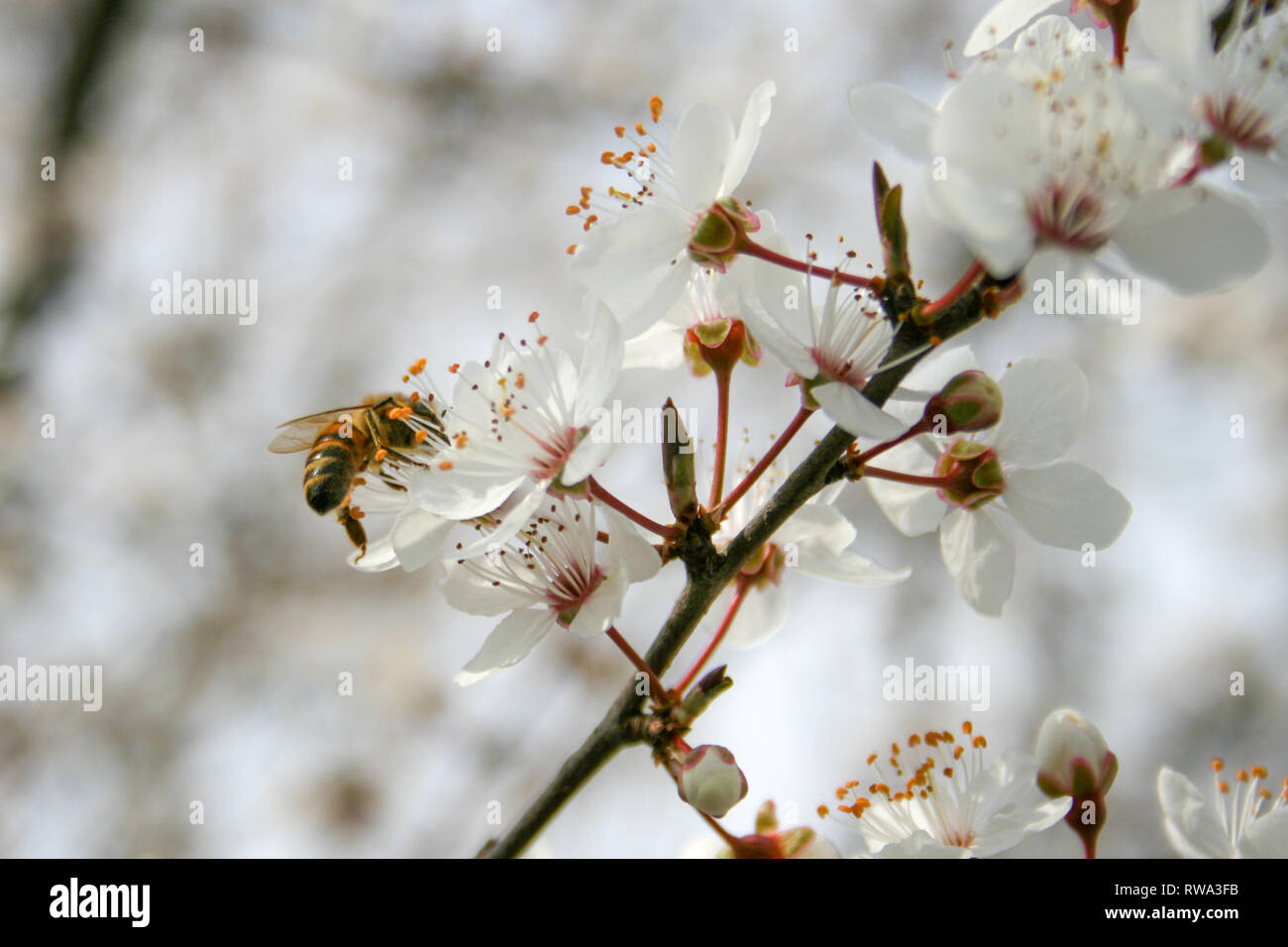 First blossom buds and flowers in the spring. The coming of spring, the ...
