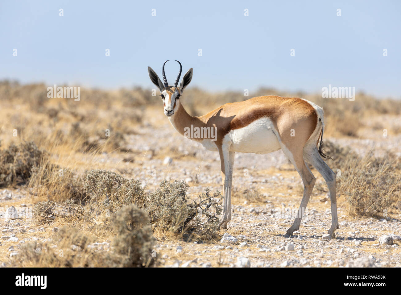 Springbok eating hi-res stock photography and images - Alamy