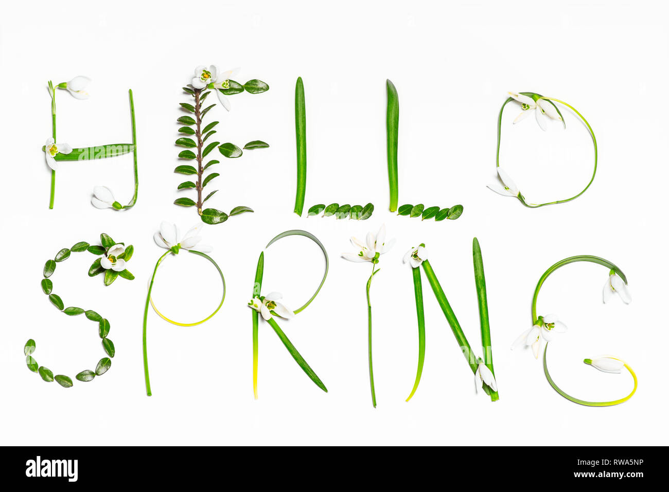 Greetings spring.The inscription of fresh green leaves on a white ...