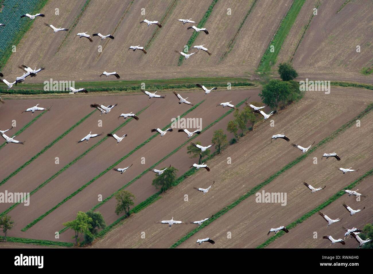 Aerial view, Bird migration of Common cranes (Grus grus), crane ...