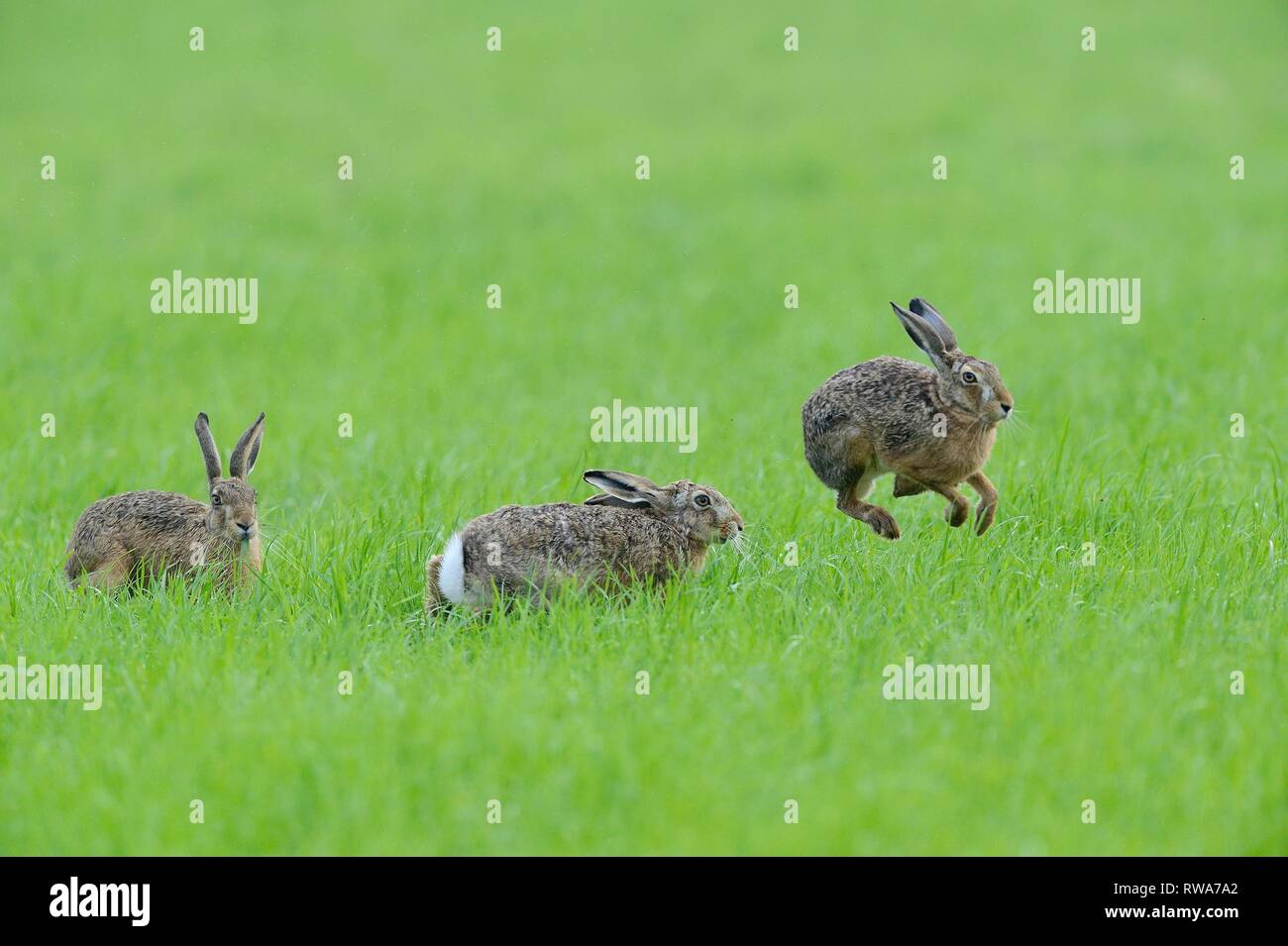 Three European hares (Lepus europaeus) in a meadow, one jumps into the ...