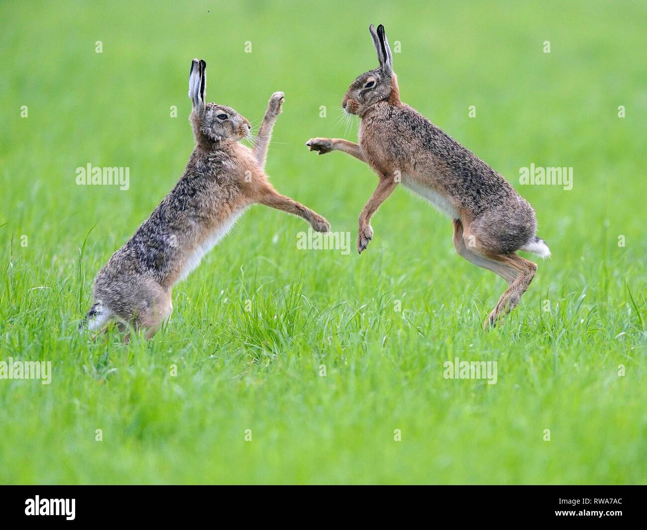 Fighting hares hi-res stock photography and images - Alamy