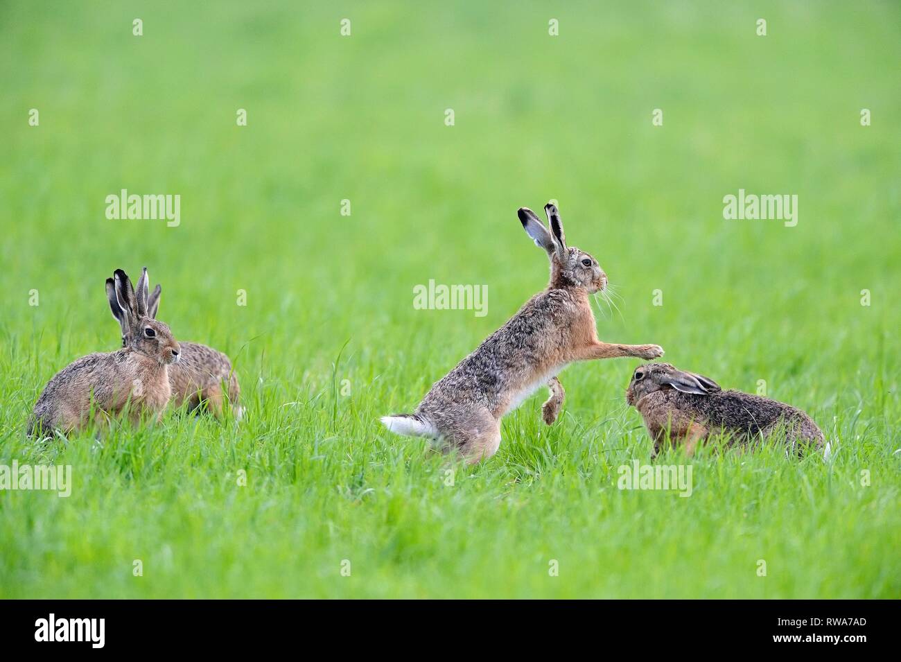 Iederrhein hi-res stock photography and images - Alamy