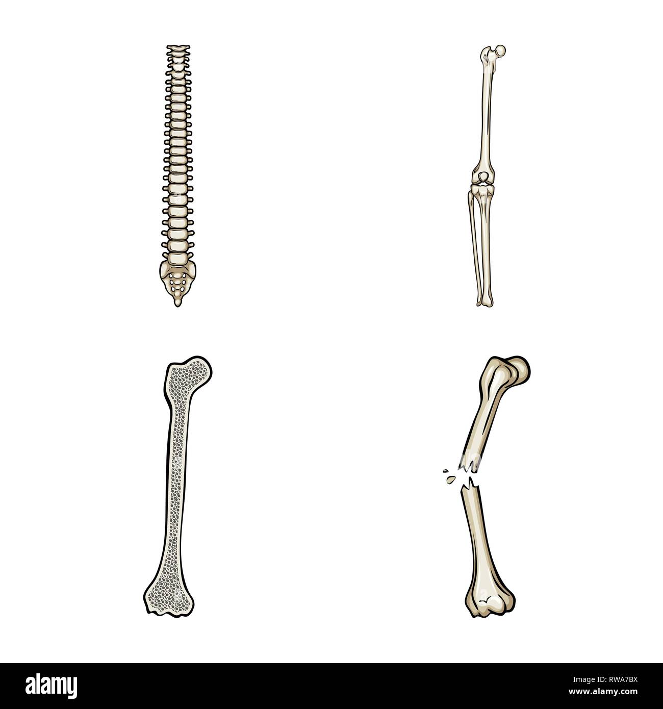 Spinal alignment Stock Vector Images - Alamy