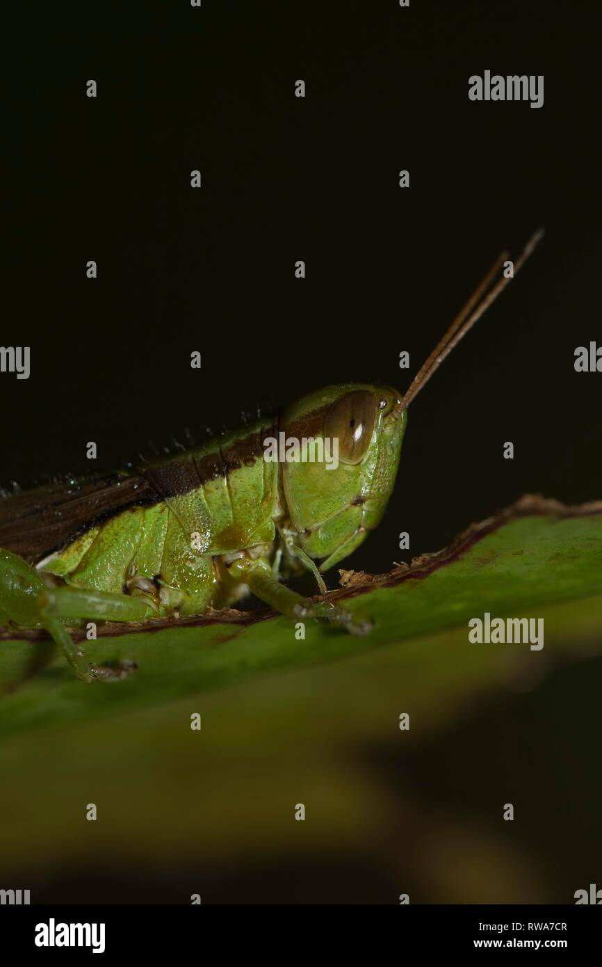 Slant-faced grasshopper (Gomphocerinae) sits on pitted leaf, Thailand ...