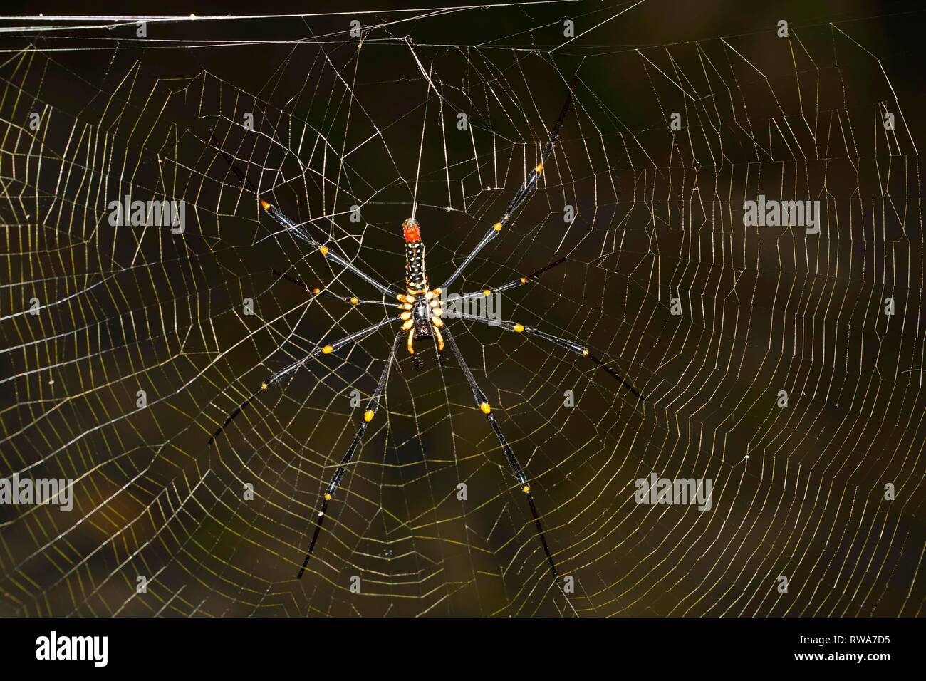 Constricted Golden Orb Weaver (Nephila constricta) in the spider's web ...