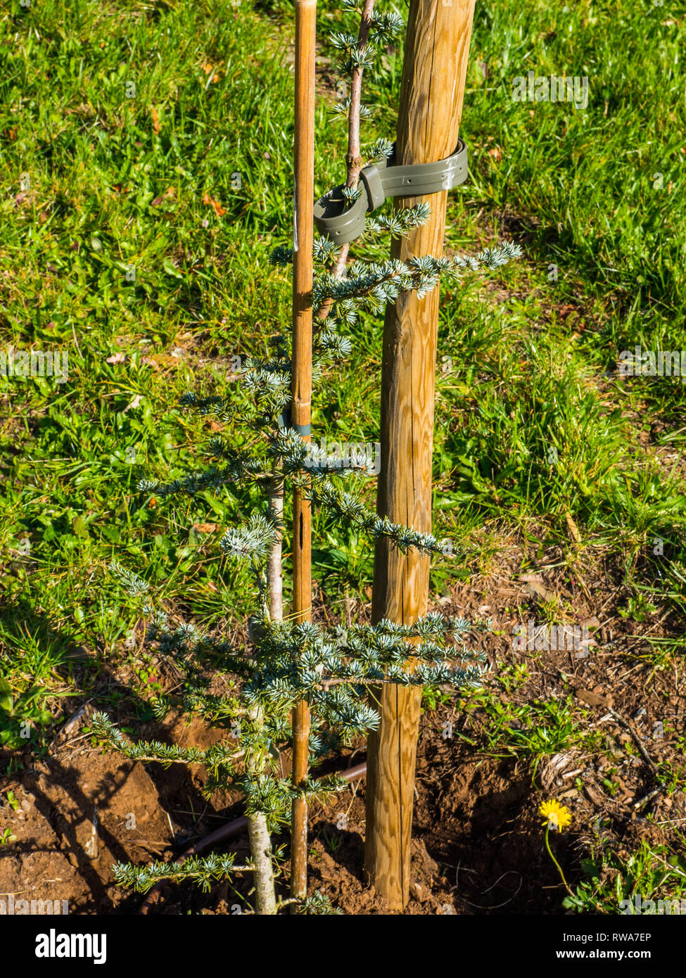 Reforesting hi-res stock photography and images - Alamy