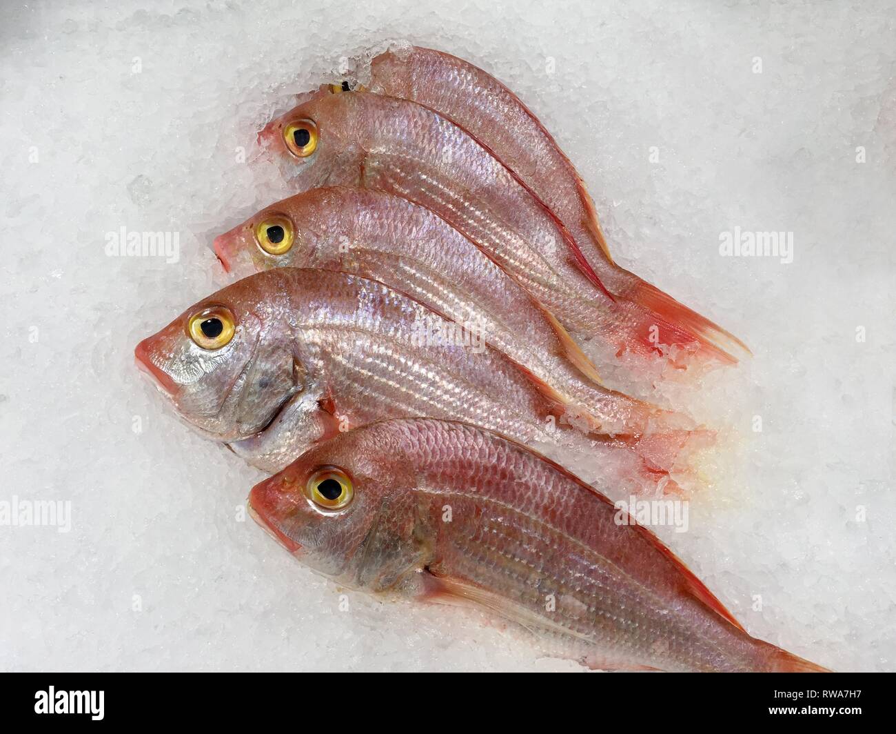 Marine edible fish hi-res stock photography and images - Alamy