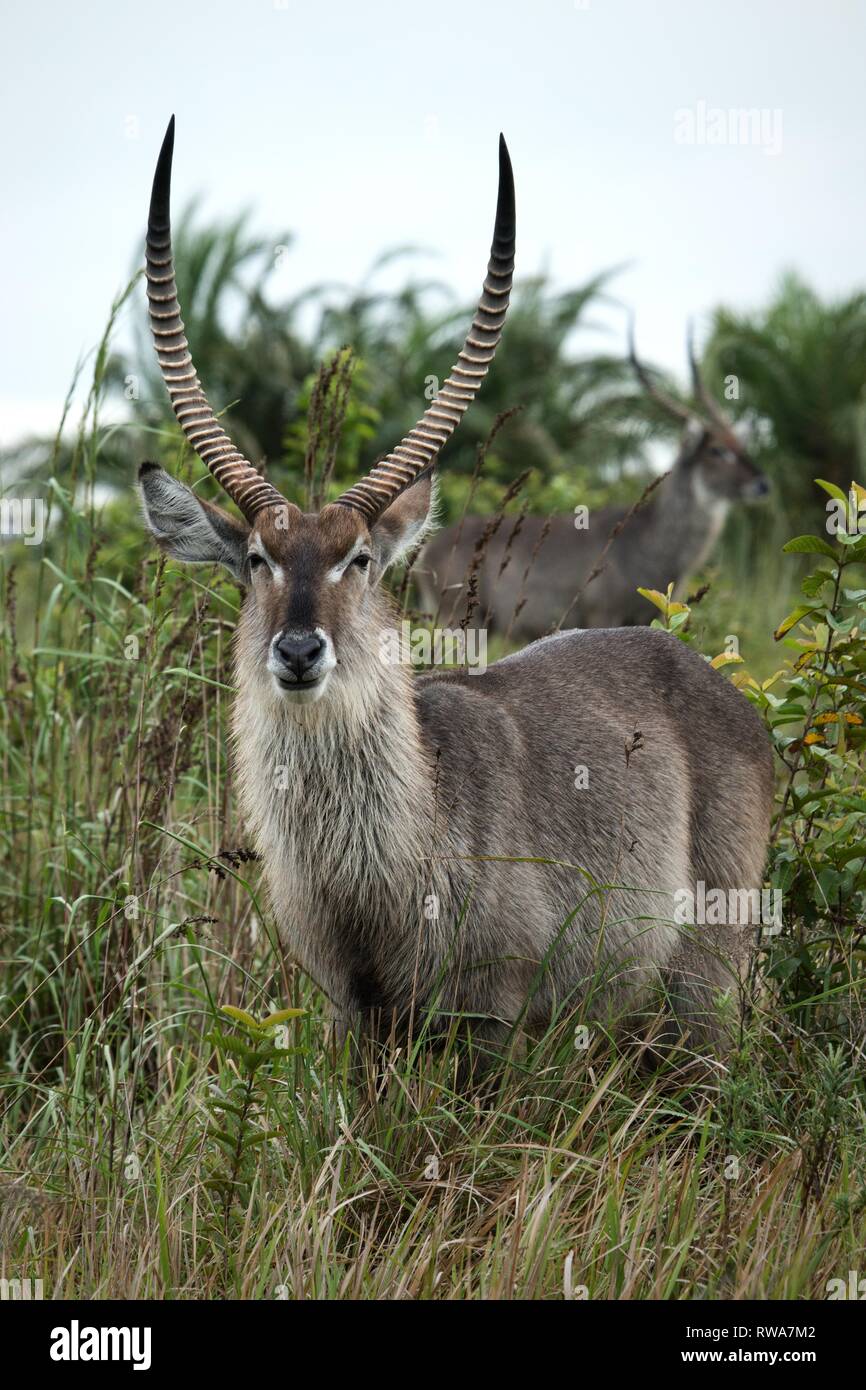 Waterbuck (Kobus ellipsiprymnus), animal portrait, iSimangaliso Wetland ...