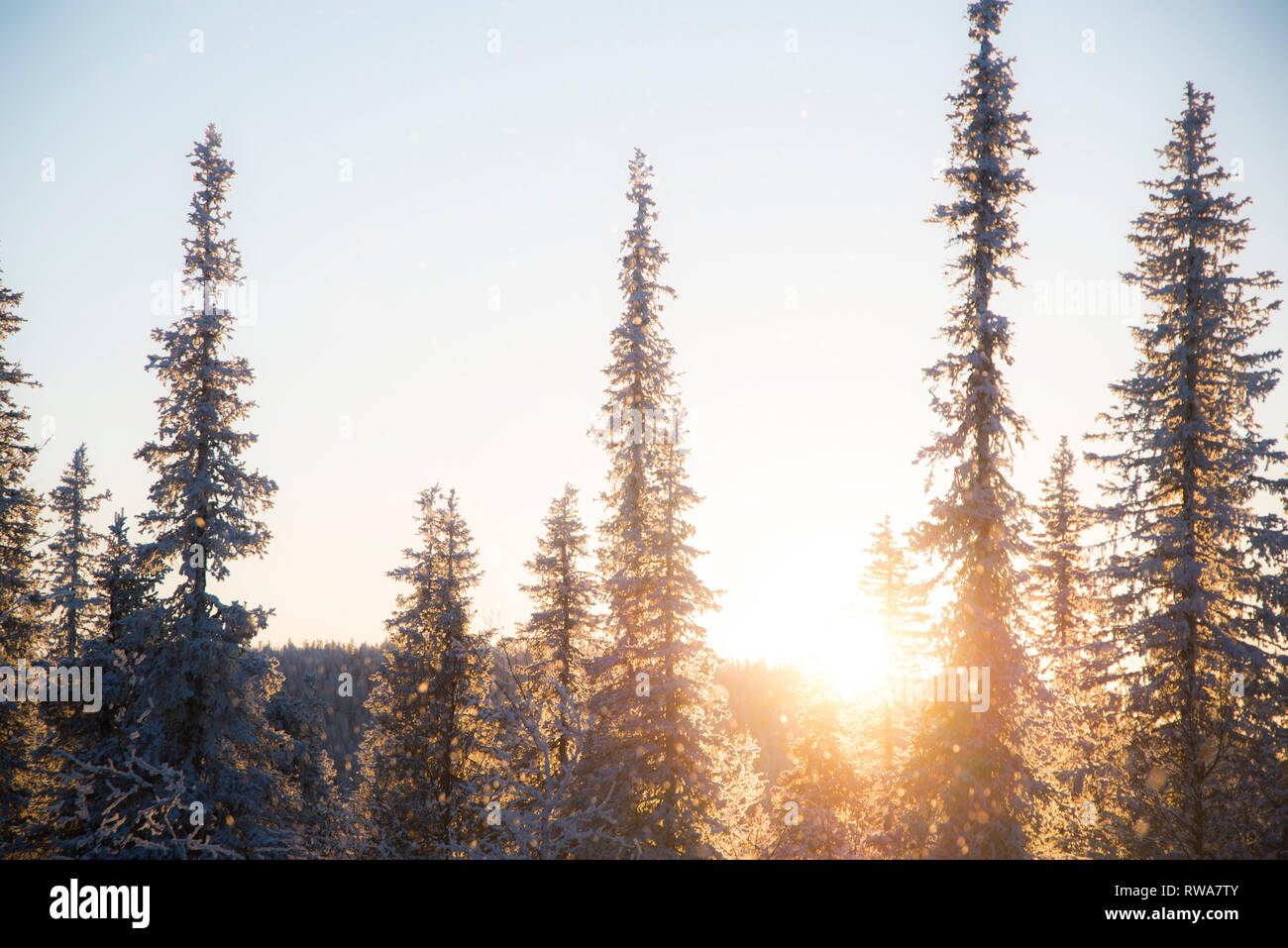 Snowy forest in Finnish Lapland Stock Photo - Alamy