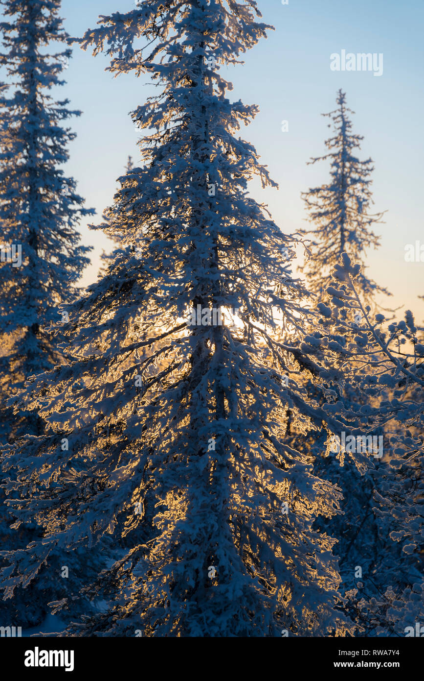 Snowy forest in Finnish Lapland Stock Photo - Alamy