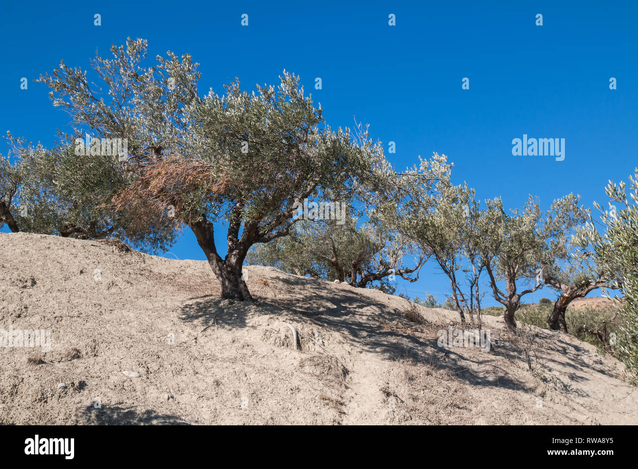 Vegetable tree hi-res stock photography and images - Alamy