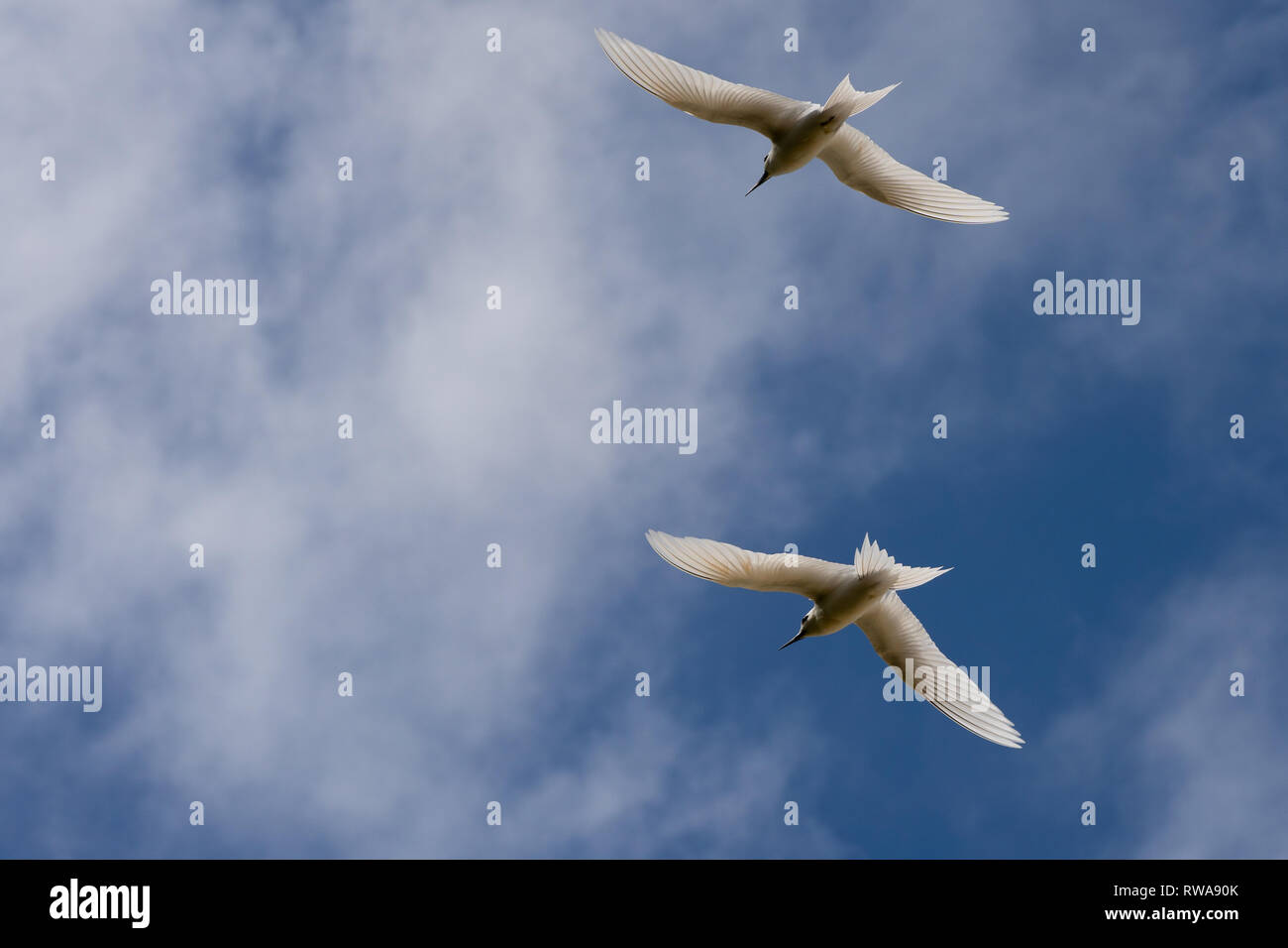 White tern or White Fairy Tern (Gygis alba) in flight, Photographed on ...