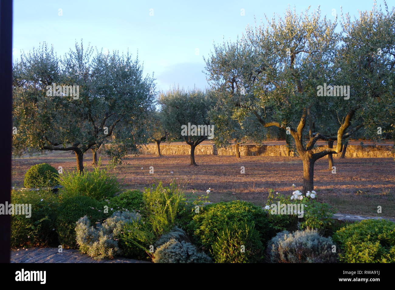 Olive trees in a garden in the south of France Stock Photo - Alamy
