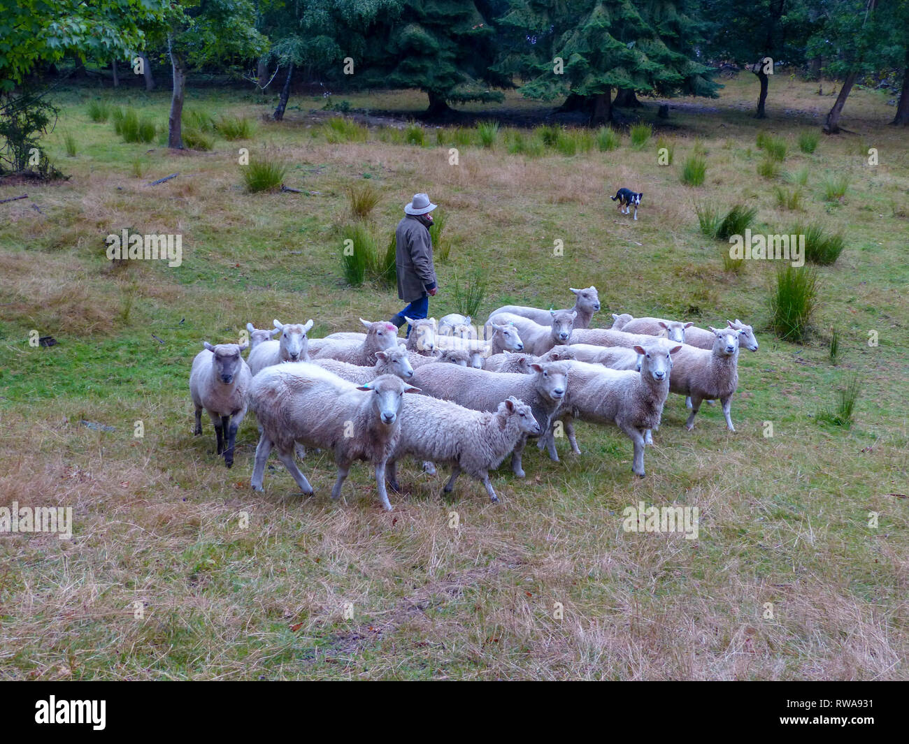 Sheepdog herding sheep hi-res stock photography and images - Alamy