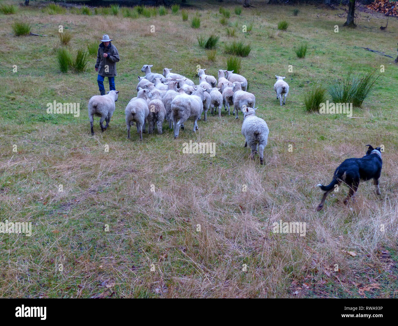 Sheepdog herding sheep hi-res stock photography and images - Alamy