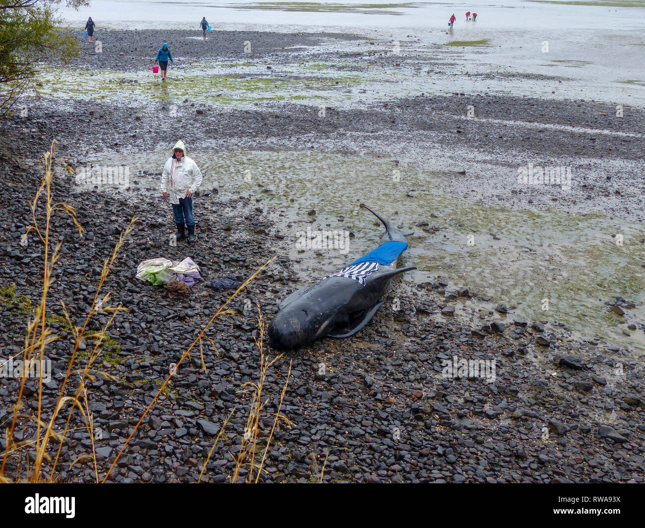 Stranded pilot whale beached at the northern tip of New Zealand's South ...