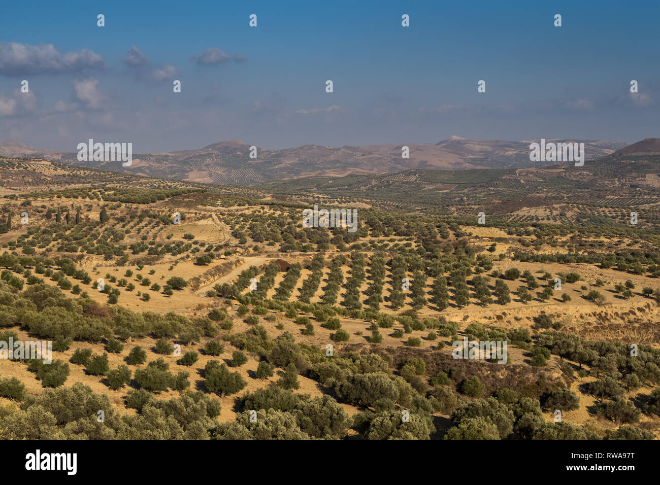 Olive Trees Greece High Resolution Stock Photography and Images - Alamy