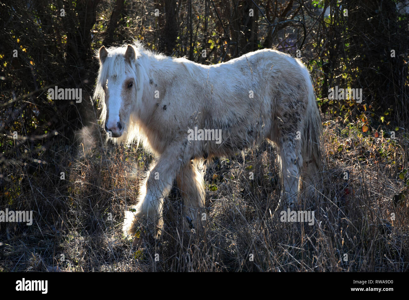 Cob horse hi-res stock photography and images - Alamy