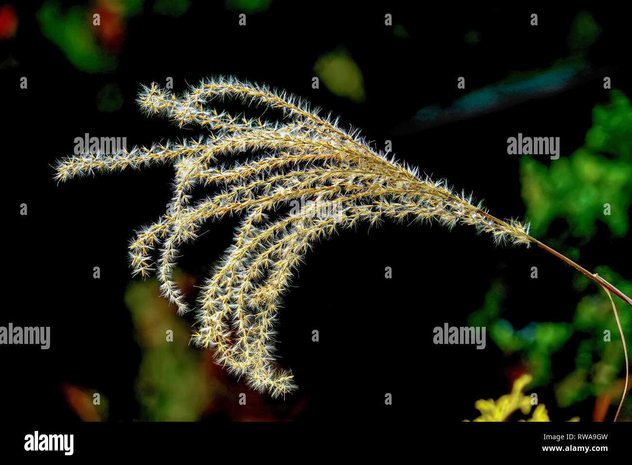 Flowering white reed plant. Photographed in Osaka Japan in October ...