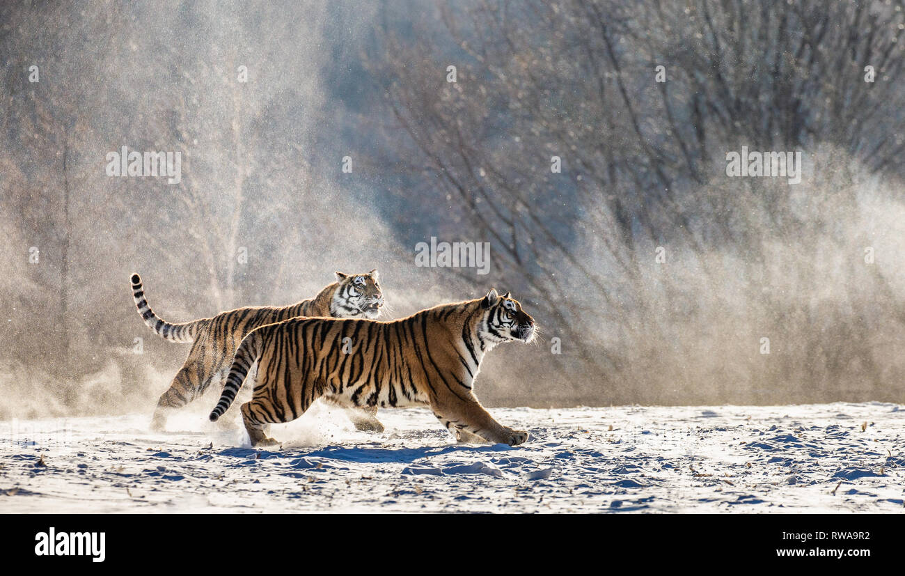 Siberian tigers in a snowy glade catch their prey. Very dynamic shot ...