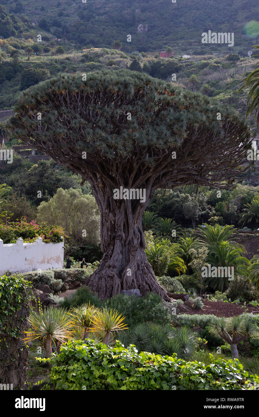 Drago Milenario - the Thousand Year Old Tree, Tenerife Stock Photo - Alamy