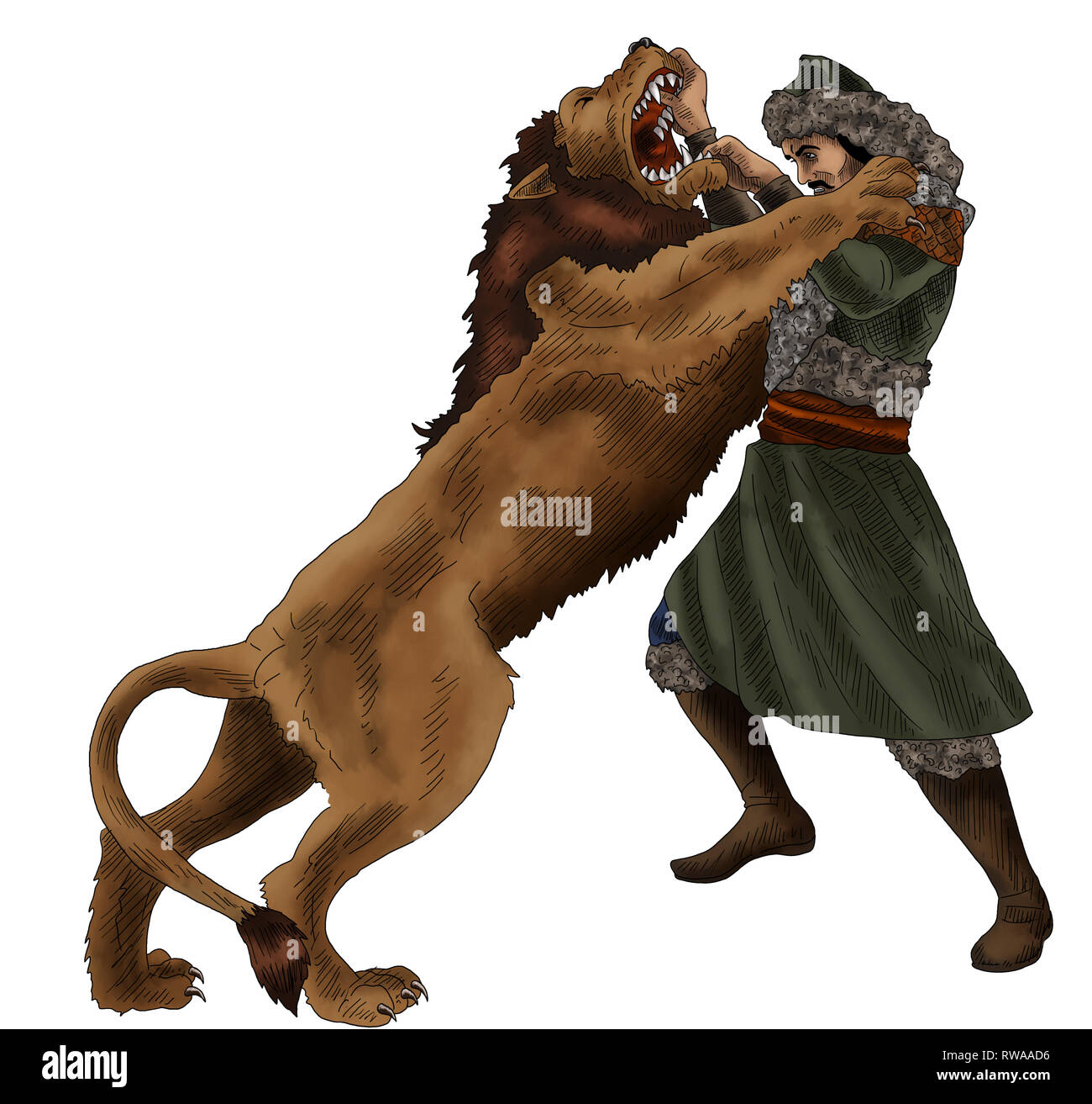 Wild Lion Fighting