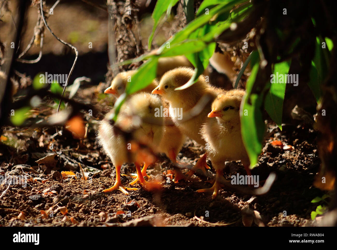 Group of little chicks between the plants and sunbathing Stock Photo ...