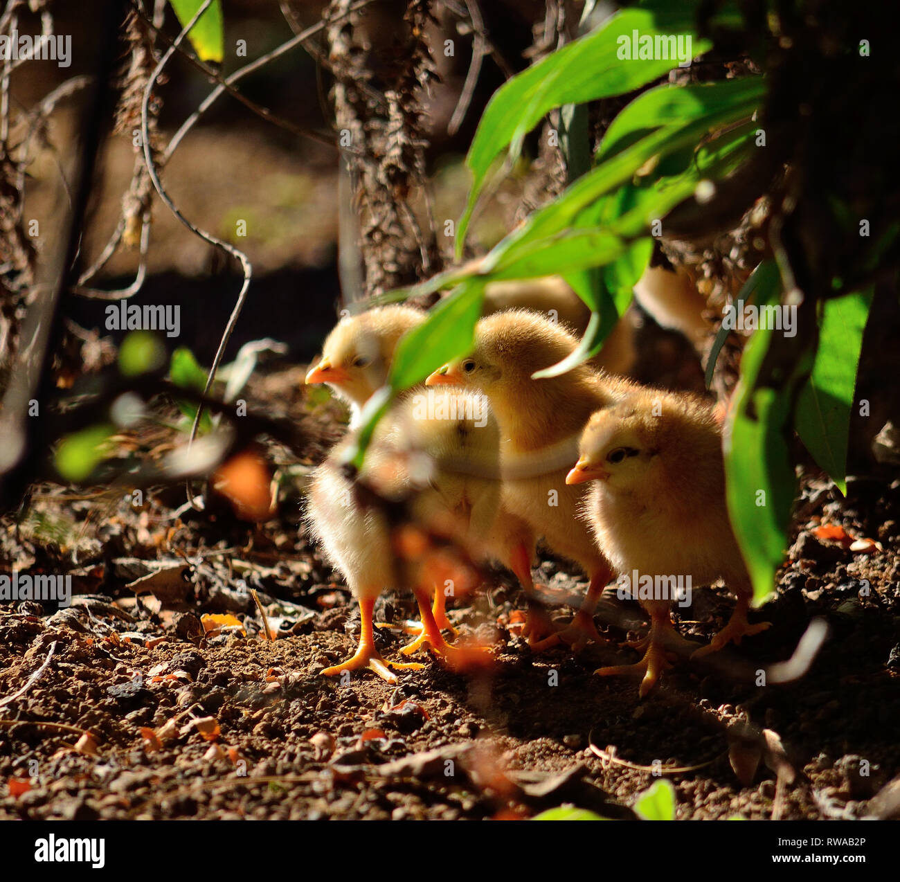 Group of little chicks hidden among the plants Stock Photo - Alamy