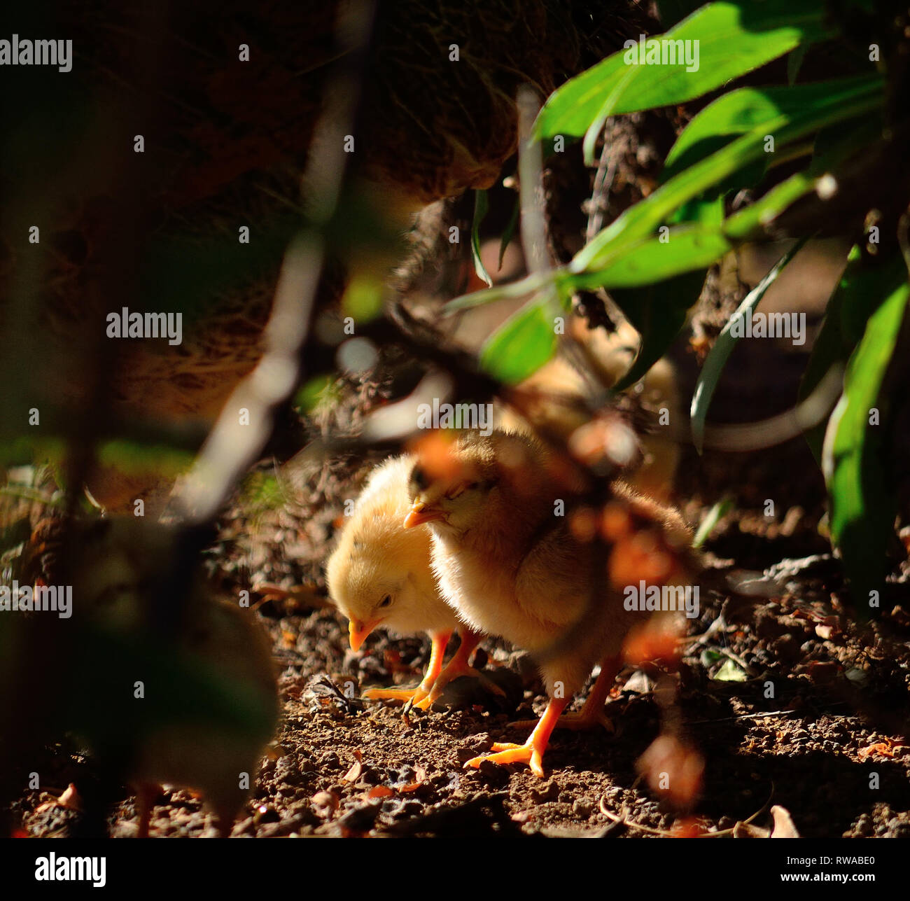 Chicks walking hi-res stock photography and images - Alamy