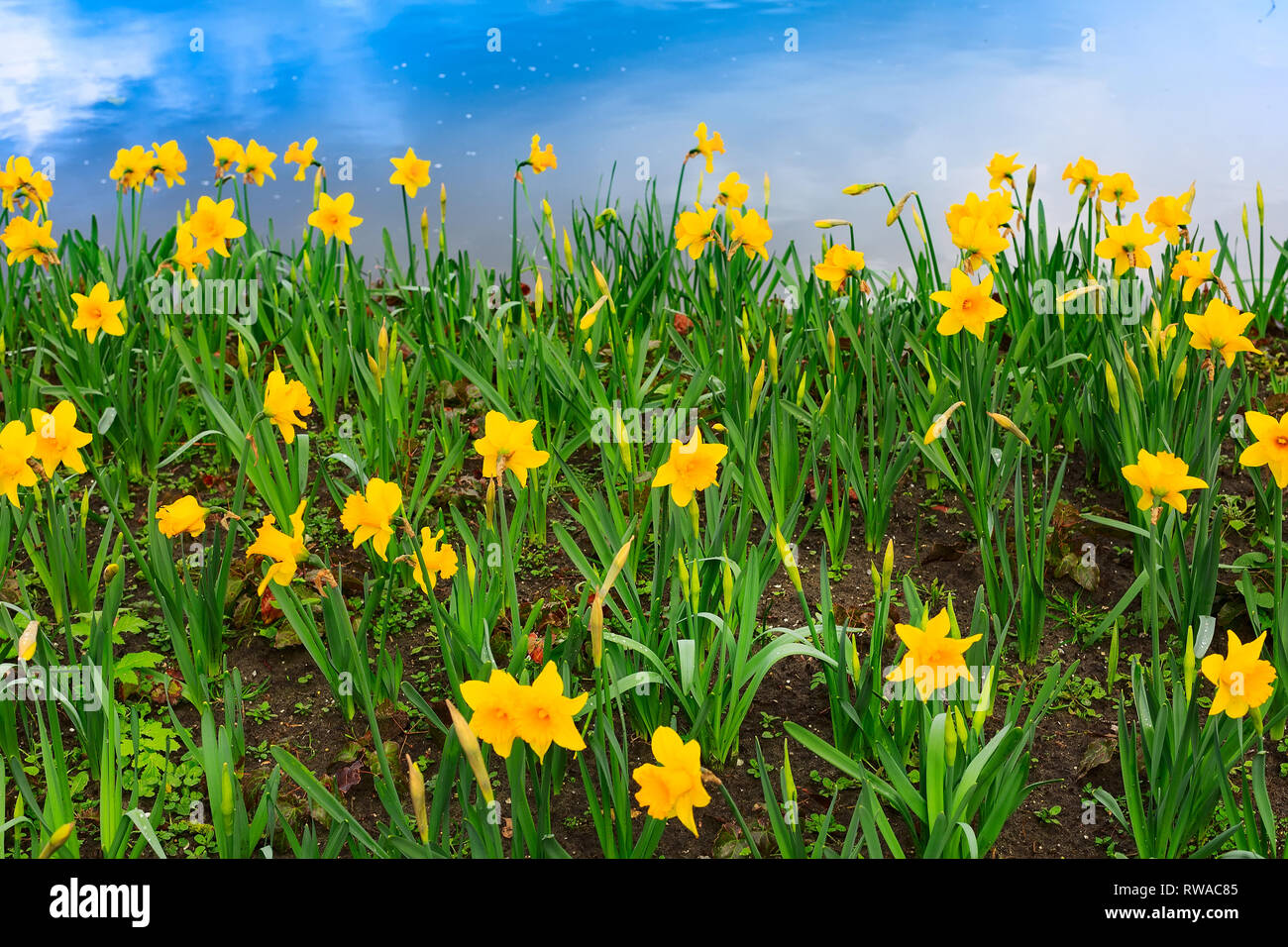 Field Of Daffodils Wallpaper