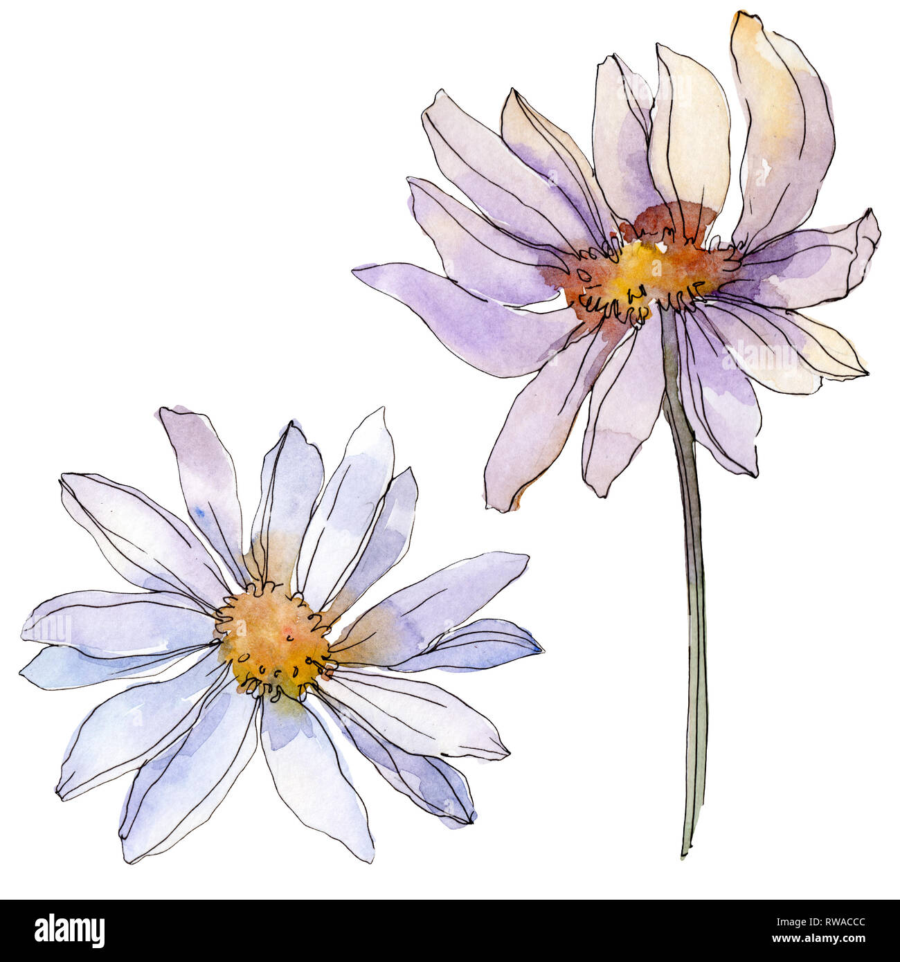 Daisy floral botanical flower. Wild spring leaf wildflower isolated ...
